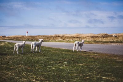 14 Tipps für den perfekten Tag in List auf Sylt - Sylt Fräulein
